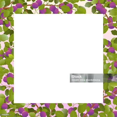 잘 익은 과일과 나뭇 가지 프레임 매화 식용 수확을 가진 정원 식물 단풍과 나뭇잎이있는 가지 흰색 배경에 격리 벡터 0명에 대한 스톡 벡터 아트 및 기타 이미지 Istock