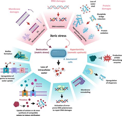Pathogenicity And Virulence Of Acinetobacter Baumannii Factors