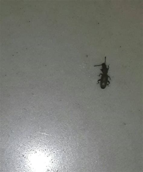 鸡身上小黑虫图片 鸡螨虫图片 伤感说说吧