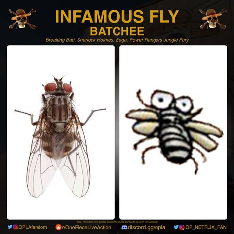 Infamous Fly Has Been Cast For The Role Of Batchee Ronepieceliveaction