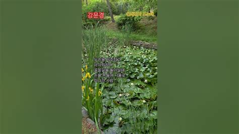 여름트로트 강문경 노래 가요 미스터트롯 산책 Youtube