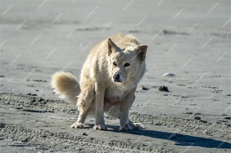 Perro Blanco Haciendo Caca De Lobo En La Playa Del Océano Pacífico