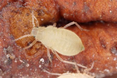 Tiny White Bugs In Bedroom Bed Bugs Center For Invasive Species