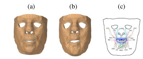 The Face Finite Element Model A Is Referred To As The Symmetric Face