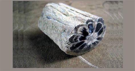 Fossils Of Ancient Trees Show They Bizarrely Ripped Themselves Apart