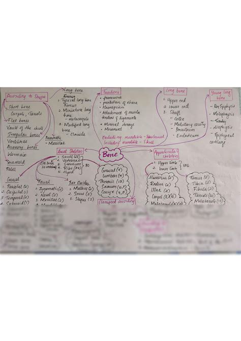 Solution Bone Classification Functions And Blood Supply Mind Maps Studypool Solution Bone Classification Functions And Blood Supply Mind Maps Studypool