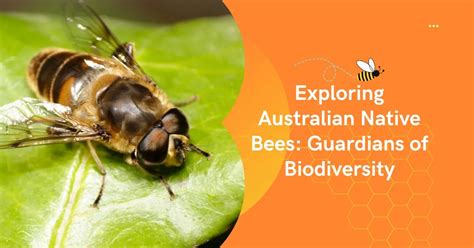 The Buzz About Australian Native Bees A Comprehensive Guide To Hive