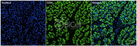 Gelsolin Gsn Antibody Bicell Scientific®