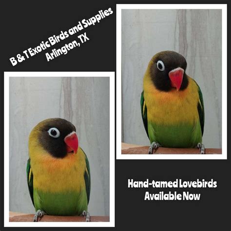 Yellow Collared Lovebird