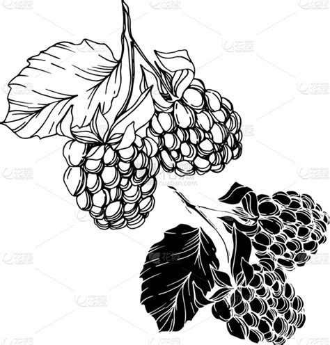 黑刺莓 健康食物 黑白图片 菜单 配方 清新 食品 壁纸 餐馆 水果