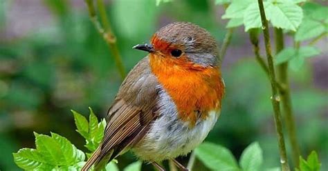 Птичка похожая на воробья с коричневой грудкой фото и название