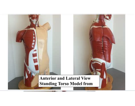 Standing Torso Model Labeling Quiz