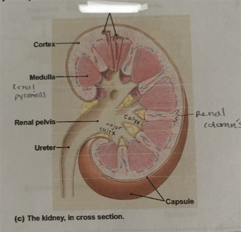 Module 6 Flashcards Quizlet