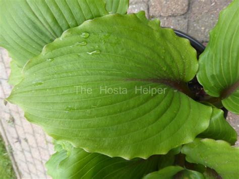 P17 Hosta Holar Red Spear From The Hosta Helper Presented By