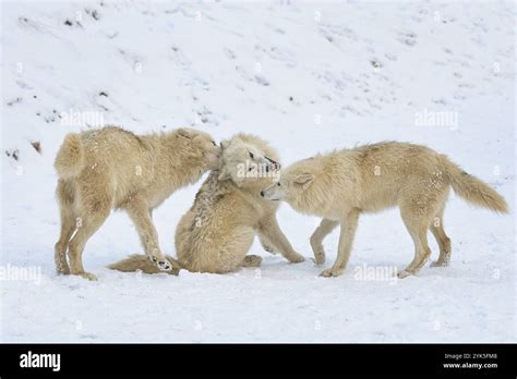 Arctic Wolf Canis Lupus Arctos Three Wolves Playing In The Snow