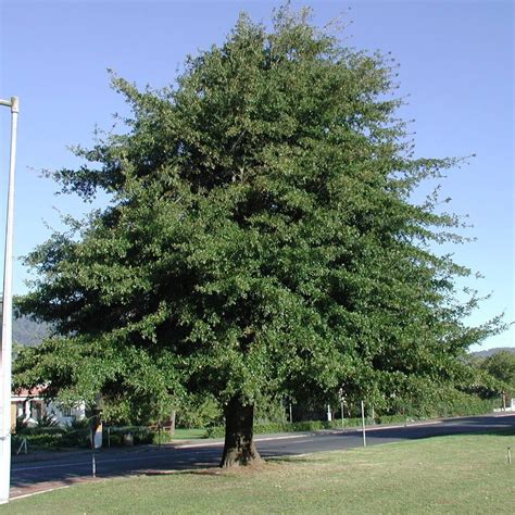 Water Oak Verdant Tree Farm Houston Tx