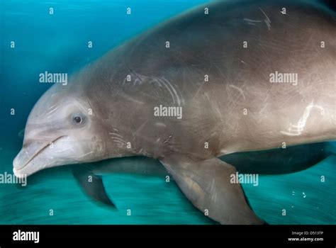 Bottlenose Dolphin Tursiops Truncatus Captive Cozumel Mexico Stock