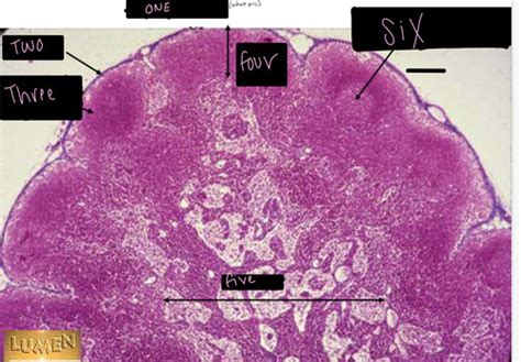 Anatomy Lab Unit 1 Flashcards Quizlet
