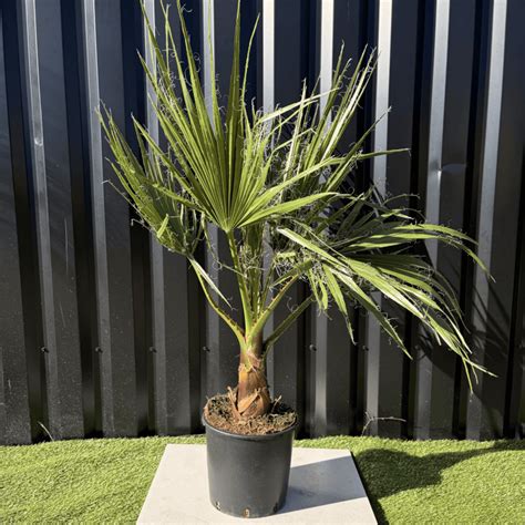 Palmier Washingtonia Robusta Hauteur 100 Cm