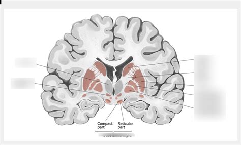 Basal Nuclei Diagram Quizlet