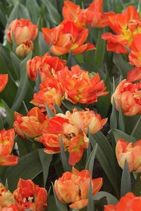 Monte Orange | Onings Holland Flowerbulbs