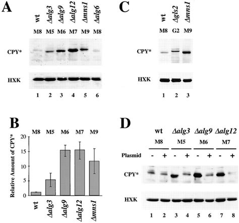 N Linked Oligosaccharide Structure Affects Degradation Of Misfolded Download Scientific Diagram