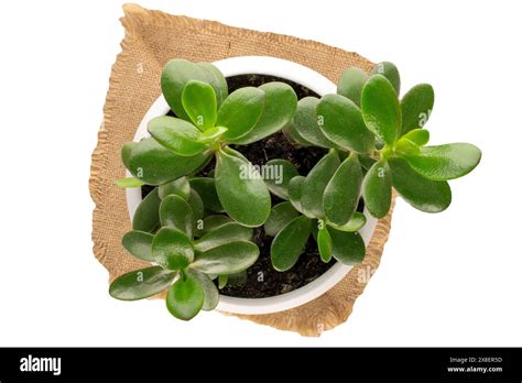 Crassula Ovata Variegata Cut Out Stock Images And Pictures Alamy