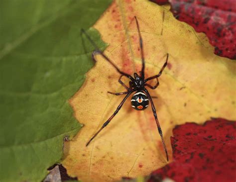 Discover Why Black Widows Have That Menacing Red Hourglass On Their