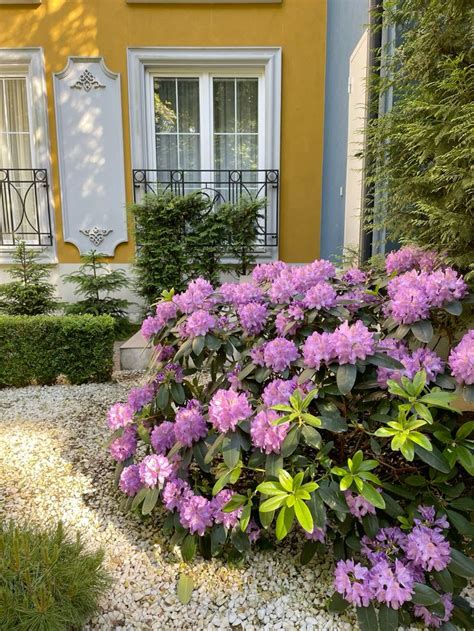 Рододендрон. Rhododendron в 2024 г | Цветы, Бутик-отель, Лето