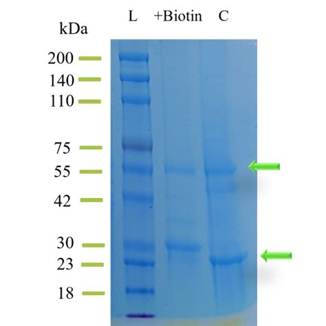 Biotin Quantification Assay Kit