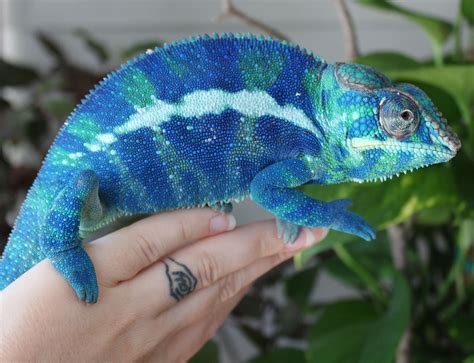 Ambanja Panther Chameleons For Sale Chromatic Chameleons