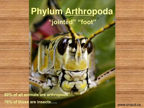 Ppt Phylum Arthro Poda Jointed” Foot” Powerpoint Presentation Id
