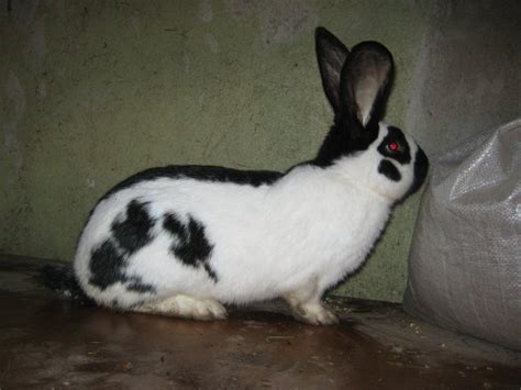 албум на различни породи зайци