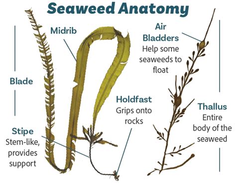 Seaweeds Of Maine Field Guide Maine Sea Grant University Of Maine