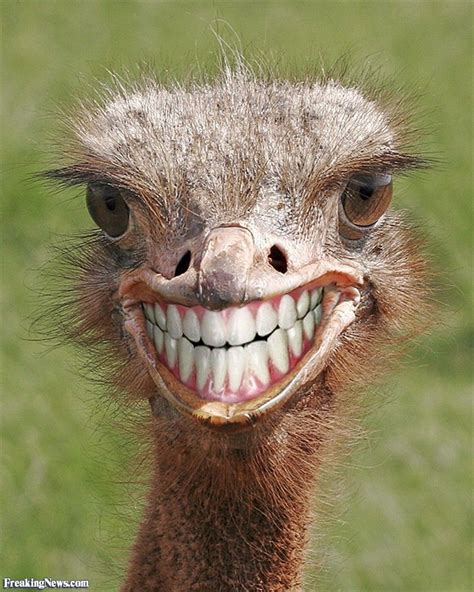 Зубы лошади фото