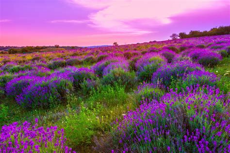 Landscape Nature Emotions Sky Countryside View Tihany Lavender