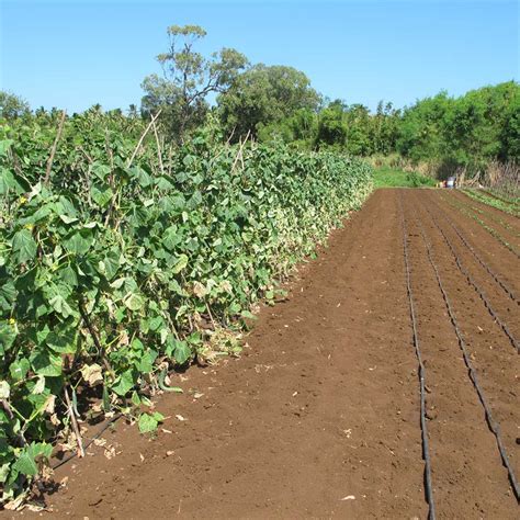 Cucumber Target Spot 189