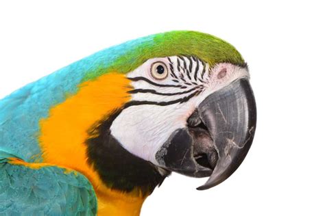 Parrot Tongue Anatomy Function And Facts With Pictures