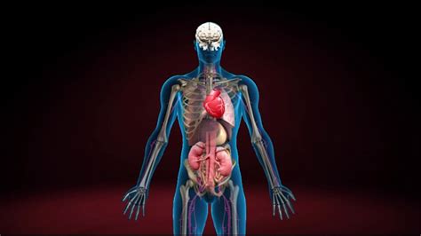 Organs You Can Live Without Youtube
