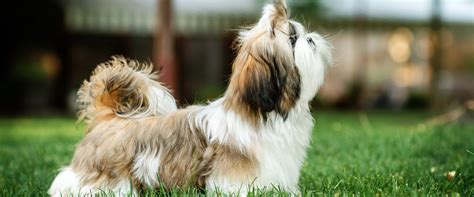 Shih Tzu Breed Guide