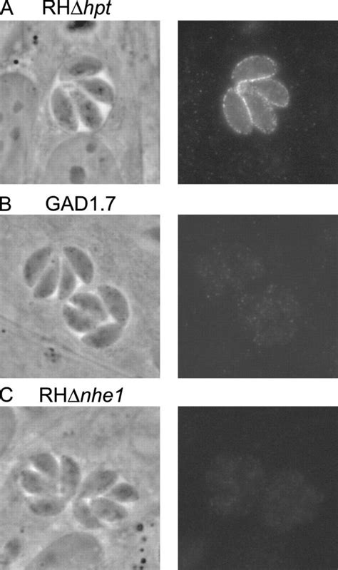 Intracellular Localization Of Tgnhe1 Intracellular Parasites Of Either