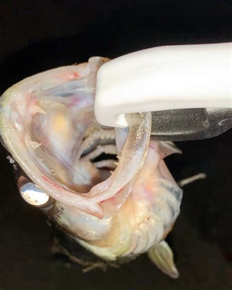 Fish Tongue Parasite 