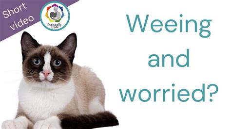 How Can I Stop My Cat Weeing Around The House Youtube