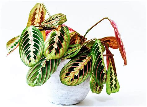 Maranta Hnojíkcz