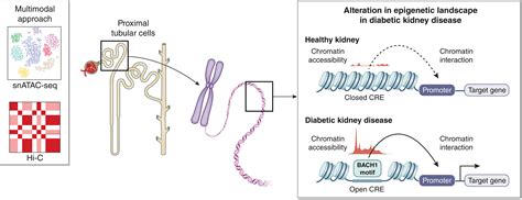 Leveraging Multimodal Chromatin Profiling To Identify A New Potential