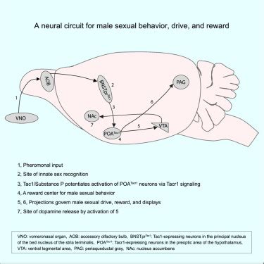 A Neural Circuit For Male Sexual Behavior And Reward Cell