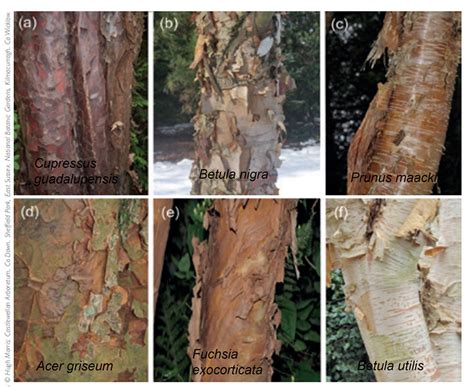 Why Do Trees Have Different Types Of Bark