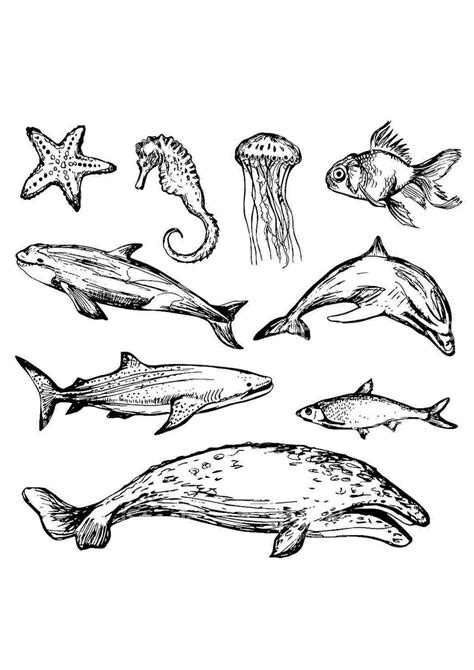 Раскраски раскраски животные раскраска звери Разукрашка раскраски животные раскраска звери