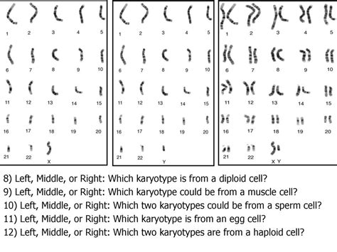 Chromosomes Ppt Download