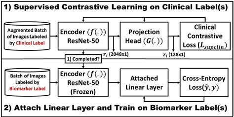 Overview Of Experimental Setup 1 Supervised Contrastive Learning Is